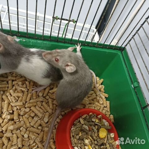 Крысенок самка девил