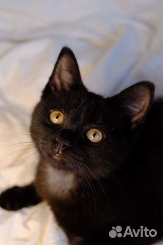 Британская