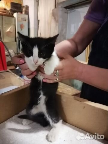 Котята мальчики 2 месяца