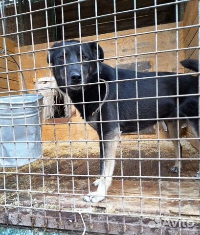 Нужна помощь в приюте, Багги ищет дом