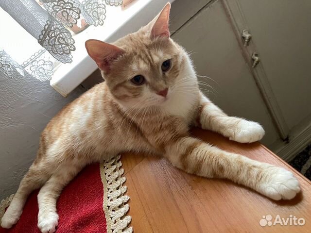 Животные в беде