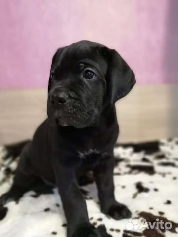 Щенки кане Корсо