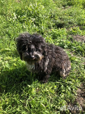 Собака Мальтипу f2