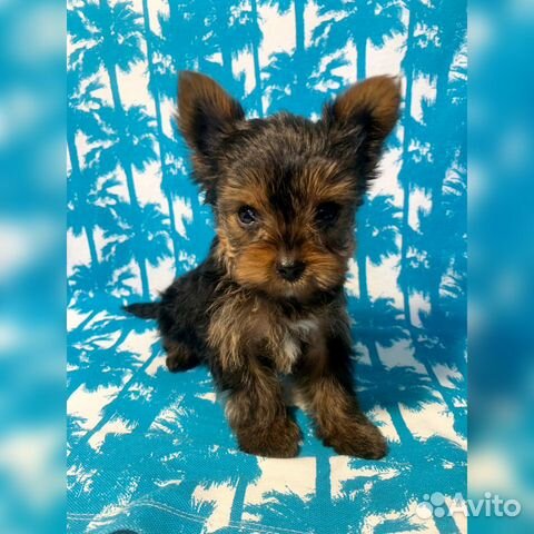 Йоркширский терьер щенки мини
