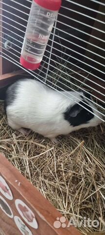 Морская свинка бесплатно