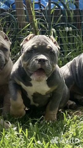 Девочка Американского булли