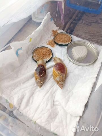 Улитки ахатины