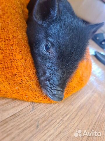 Микро peg micro