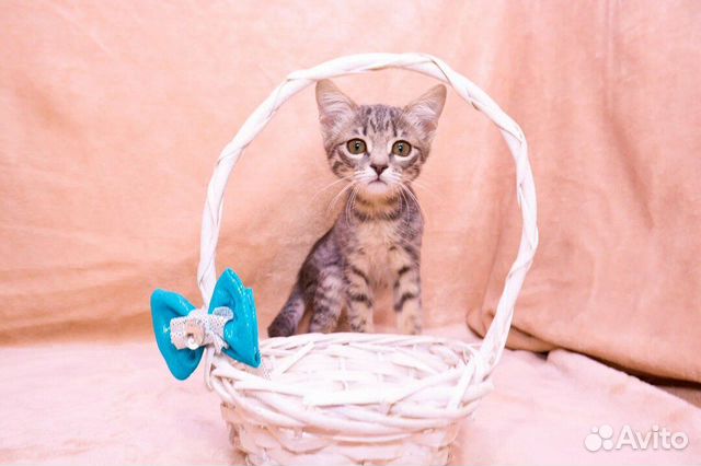 Котенок в добрые руки