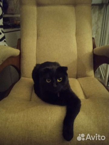 Шотландская вислоухая кошка бесплатно