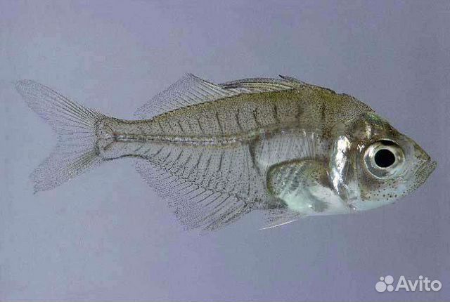 Окунь прозрачный аквариумный