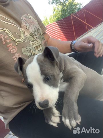 Щенок питбуля