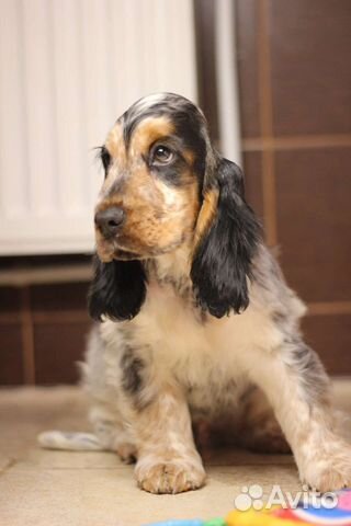 Очень красивый мальчишка