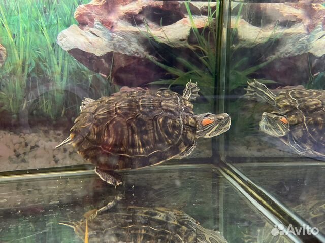 Черепаха в аквариуме