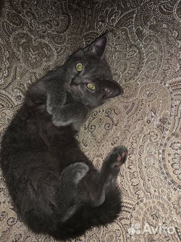 Котенок дымчатый бесплатно