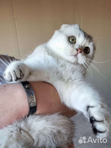 Чистокровный скоттиш фолд