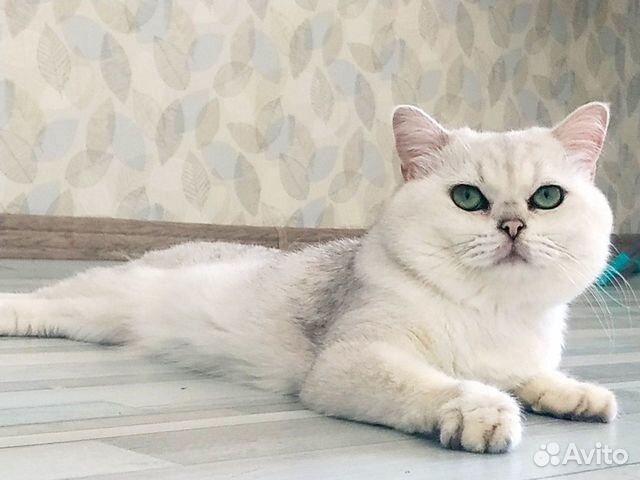 Британец "шиншилла" приглашает на вязку милых дам