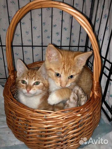 Две солнечные малышки ищут дом