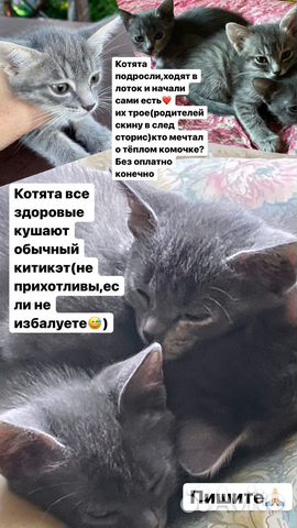 Котята в добрые руки