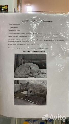 Британский кот