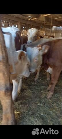 Бычки 5-11 месячные