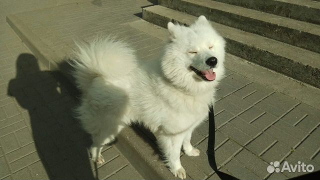 Вязка самоед