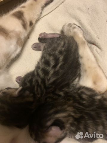 Бенгальские котята пятнистый уголь