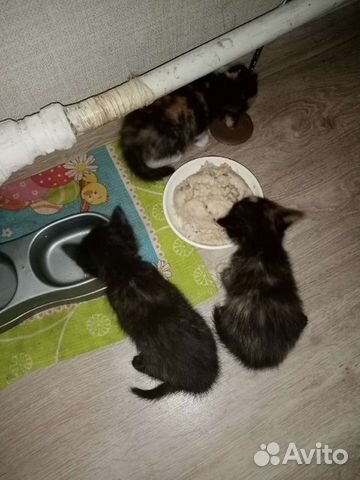 Котодевочки