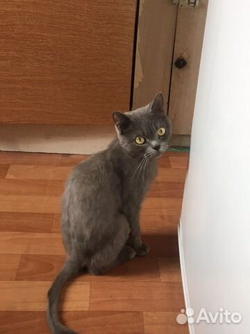 Британская кошечка