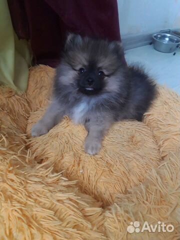 Померанский шпиц