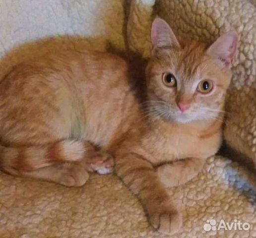 Рыжая кошечка 6 мес в добрые руки