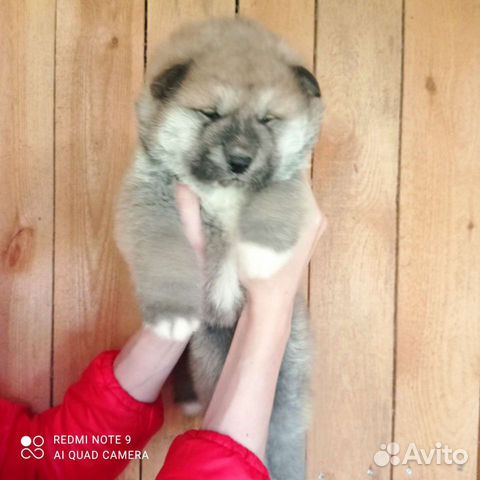 Щенки акита ину