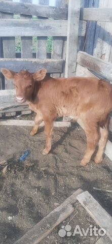 Бычок 10 дней