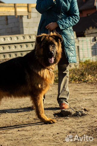 Овчарка ищет дом