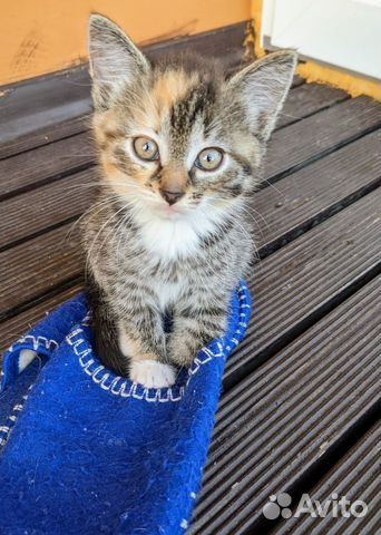 Котята в добрые руки приучены к лотку