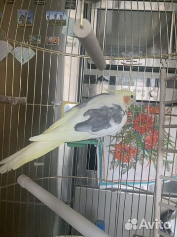 Попугай корелла