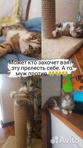 Котенок бесплатно