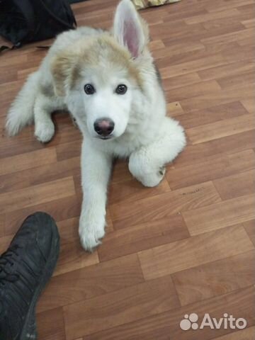 Отдам маламута
