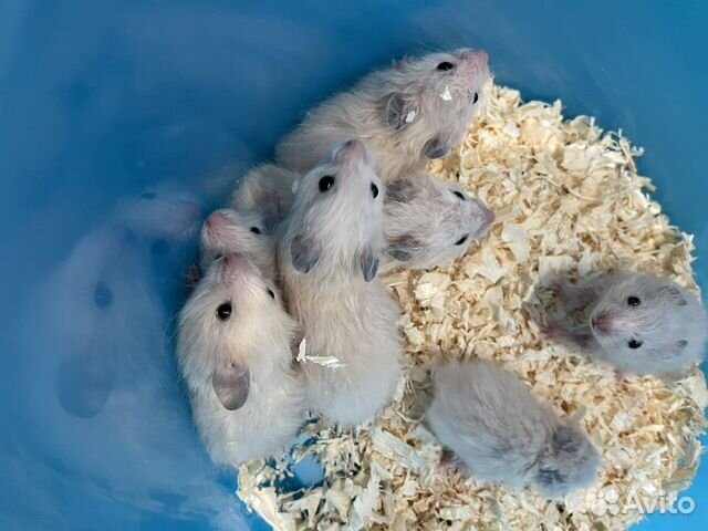 Сирийский хомяк малыш