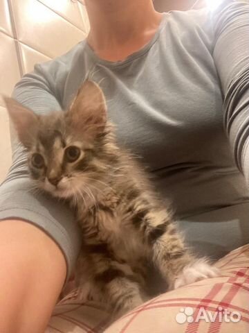 Отдается котенок (девочка, 1,5 мес.), есть видео