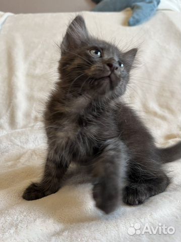 Котята отдам даром