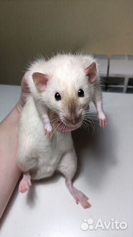 Крысы дамбо с клеткой