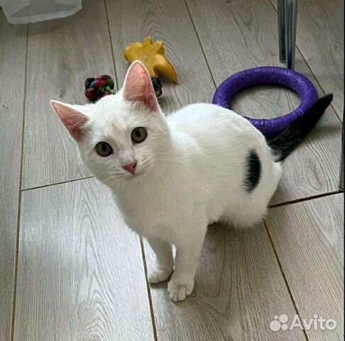 Кот
