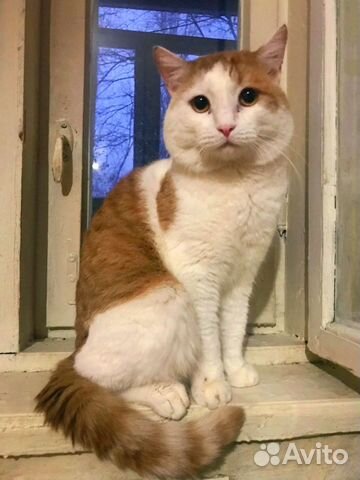 Филипп в поисках дома