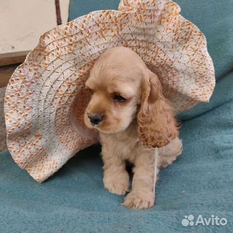 Маленькие Спаниельки