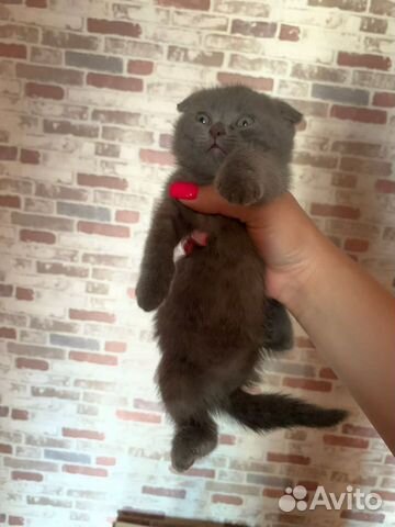 Шотландские вислоухие котята