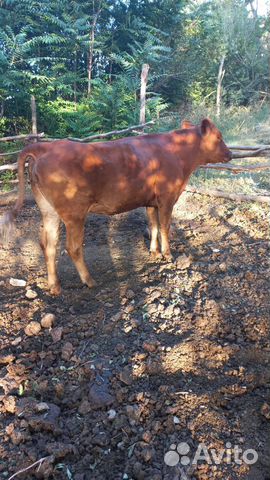 Продается телка лимузин