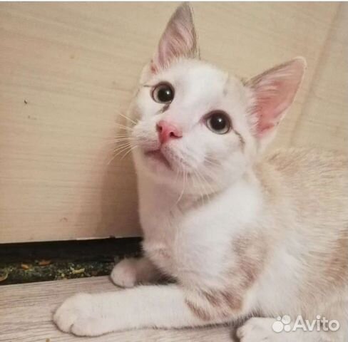 Тайский котик в дар, 4,5 месяца