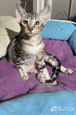 Котята саванна