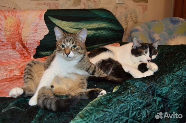 Котик Артём (6 месяцев) ищет друзей